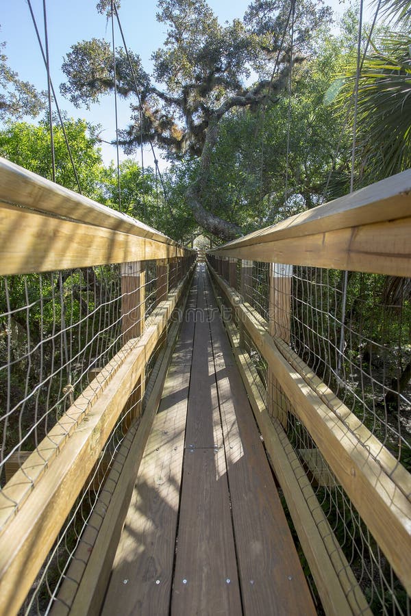 Tree Top Canopy Walk stock photo. Image of boardwalk - 50764970