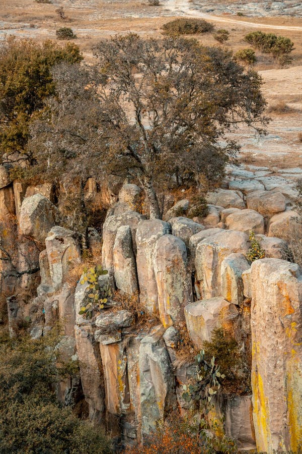 Tree on Top of the Cliff of the Basal Prisms in the Fall Stock Photo ...
