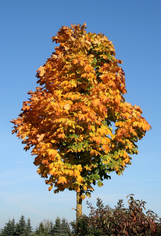 Orange treetop stock image. Image of autumn, colorful - 35382305