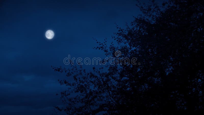 Moon Above Tree Top Moving in Gentle Breeze Stock Video - Video of ...