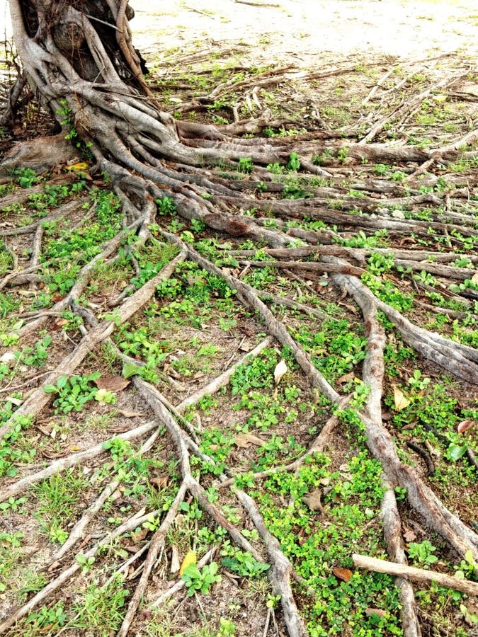 Tree stock image. Image of oldtree, green, tree - 131829223