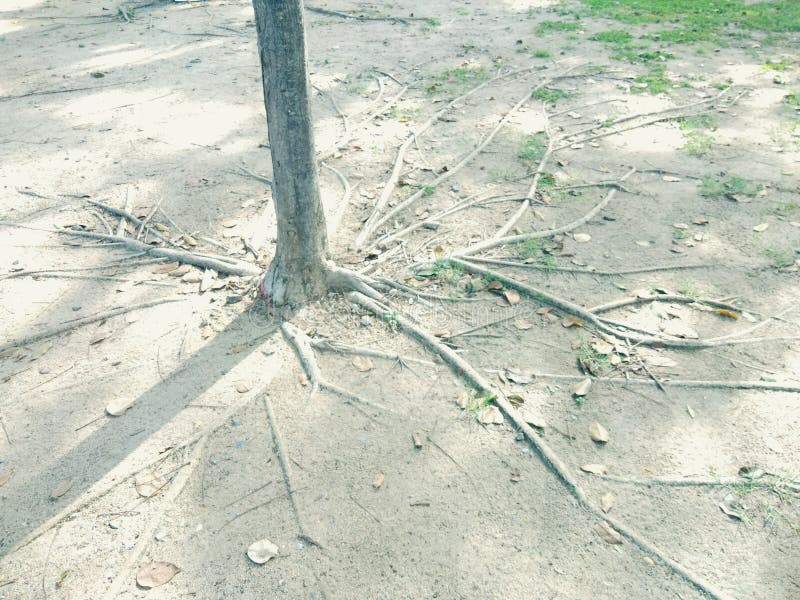 Tree stock image. Image of tree, oldtree, green - 131829359