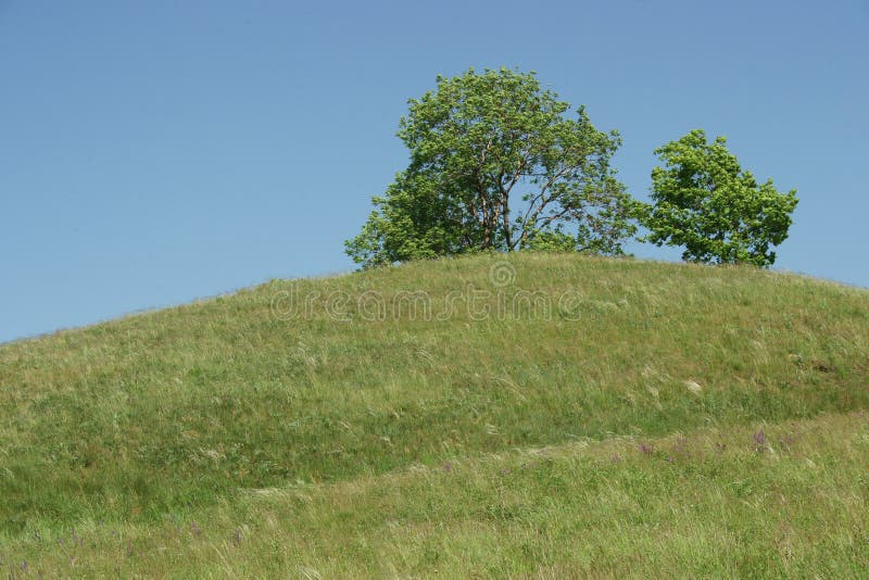 Tree on the Top of the Hill Stock Image - Image of beautiful, view ...