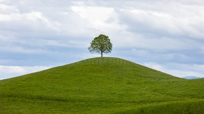 Tree on the Top of the Hill Stock Photo - Image of landscape, grass ...