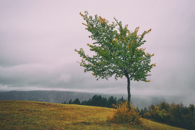 Tree in Top of the Hill in Autumn Stock Photo - Image of october, grass ...