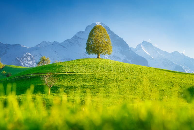 Landscape before Sunset with the Soft Lights. Fields and Pastures in a ...