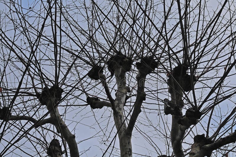 Canopy of a Bare Plane Tree in Winter Stock Photo - Image of plant ...
