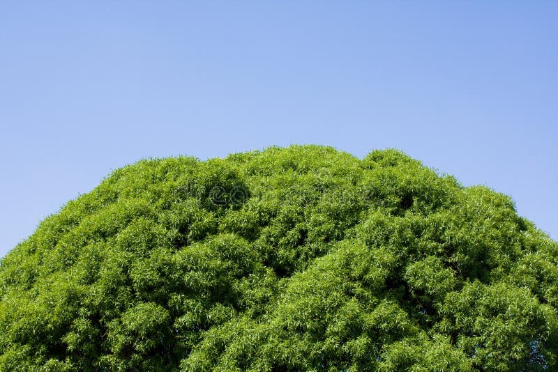 Tree Top Leaves on Blue Sky Stock Image - Image of summer, light: 15096381
