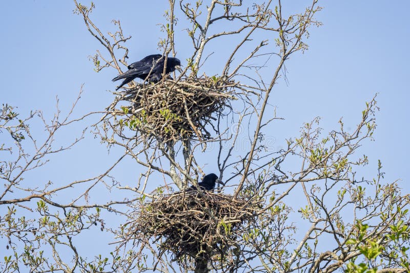 Tree Top Level View of Crows Nesting in Tree Top in Gloucestershire, UK ...