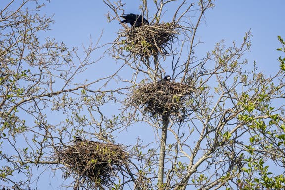 Tree Top Level View of Crows Nesting in Tree Top in Gloucestershire, UK ...