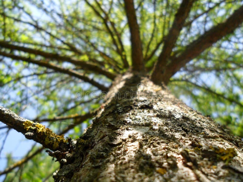 Tree Top stock photo. Image of crown, tree, bark, leaves - 45872304