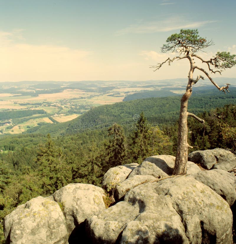 Tree at the top mountain stock photo. Image of heaven - 6342176