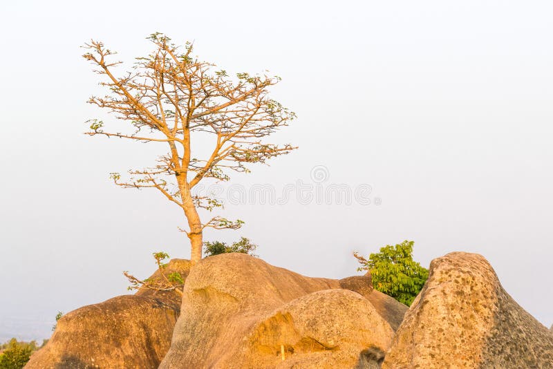 Tree on top mountain stock photo. Image of element, mountain - 32110792