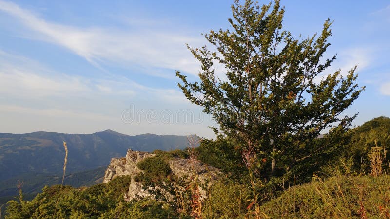 Tree in the Top of the Mountain& X27;s Amazing View Stock Image - Image ...