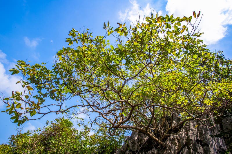 103 Cripple Tree Stock Photos - Free & Royalty-Free Stock Photos from ...