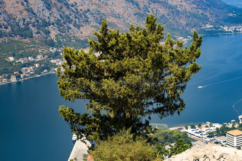 Tree on top of a mountain stock photo. Image of mediterranean - 107182508