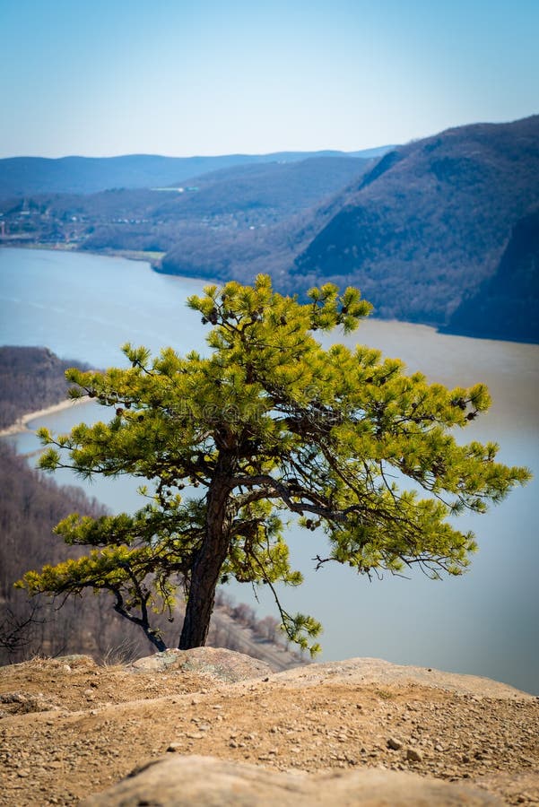 Tree on Top of a Mountain View Stock Image - Image of rest, mountain ...