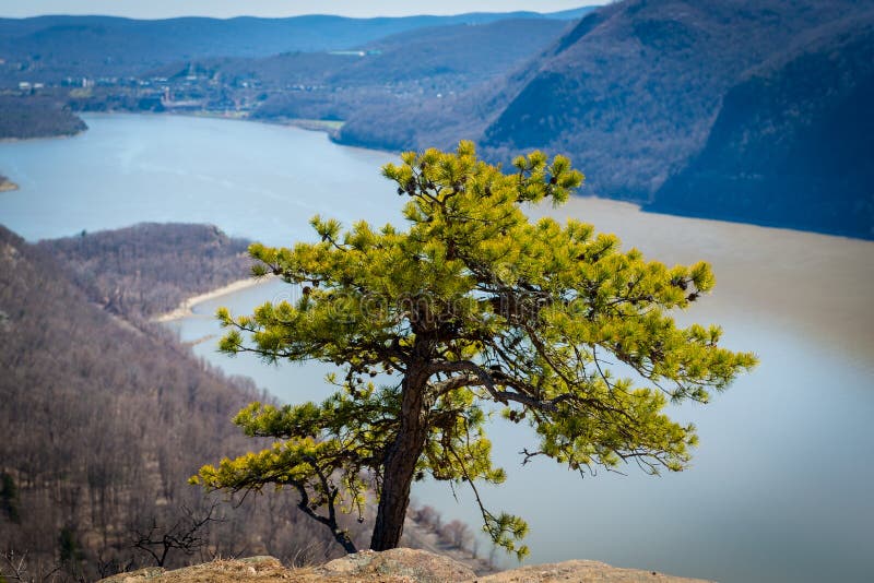 Tree on Top of a Mountain View Stock Photo - Image of berchtesgaden ...