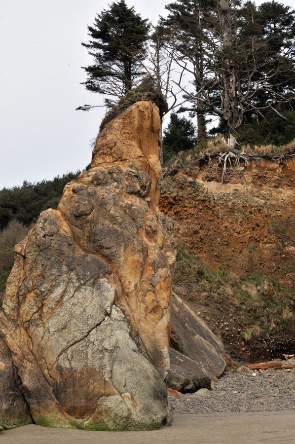 Tree Top of Ocean Cliff at Cannon Beach, Oregon Stock Photo - Image of ...
