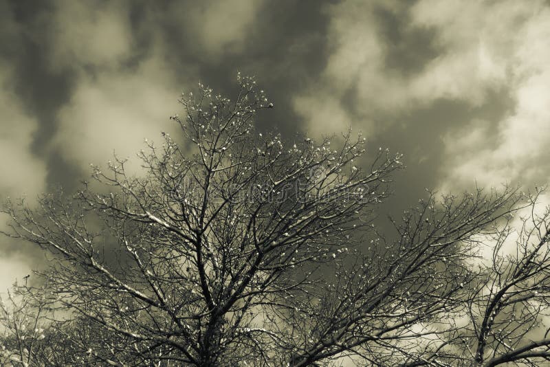 Tree Top Reaches Heaven stock image. Image of seasons - 109995951