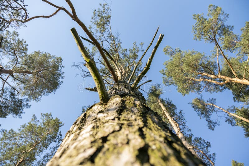 169 Perspective Tree Looking Up Bottom Stock Photos - Free & Royalty ...