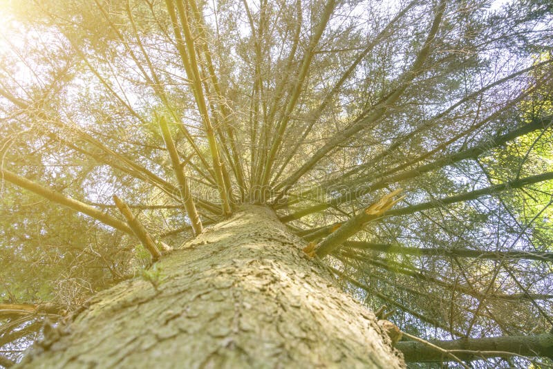 Tree Top Seen from the Bottom. Up View of Tree and Sunlight Effect ...