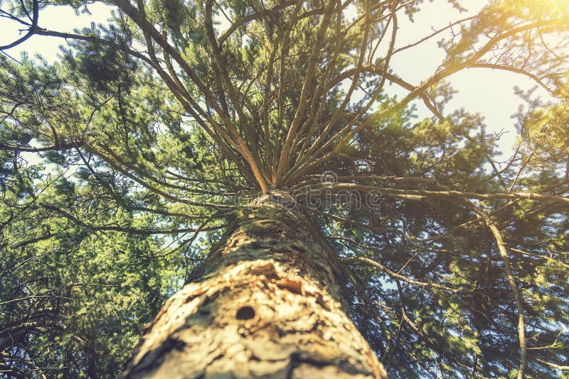 Tree Top Seen from the Bottom. Up View of Tree and Sunlight Effect ...
