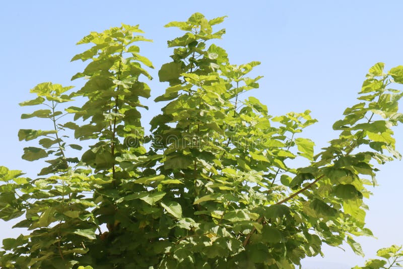 Tree top side view stock photo. Image of nature, trees - 254698582