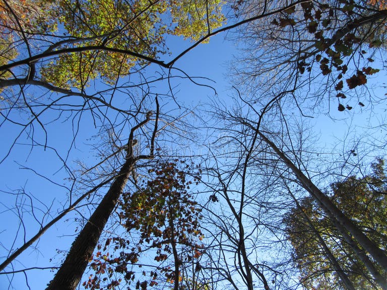 Tree Top Skies stock photo. Image of tree, branches - 261633404