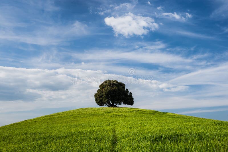 Tree on the Top of Small Green Hill with Blue Sky Stock Photo - Image ...