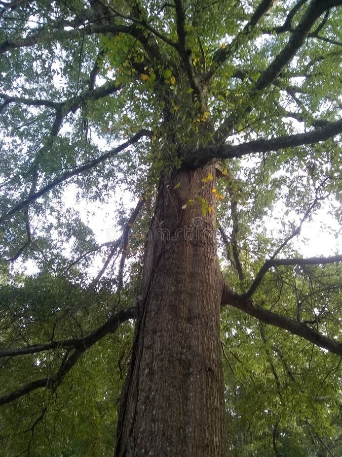 Tree top touching the sky stock image. Image of tree - 126050947
