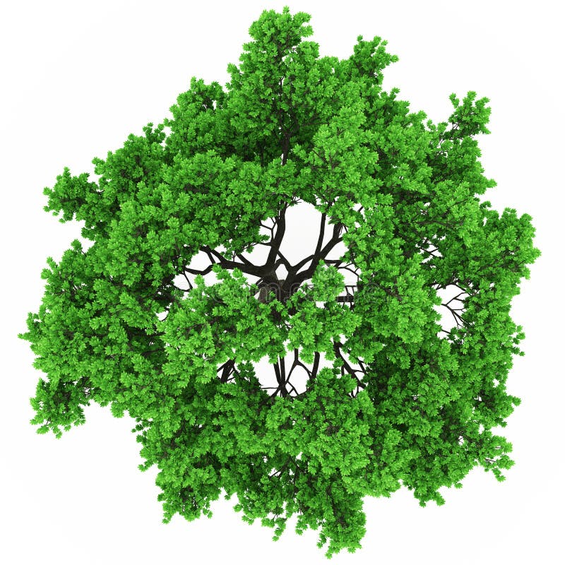 Tree top view stock illustration. Illustration of resolution - 30326668