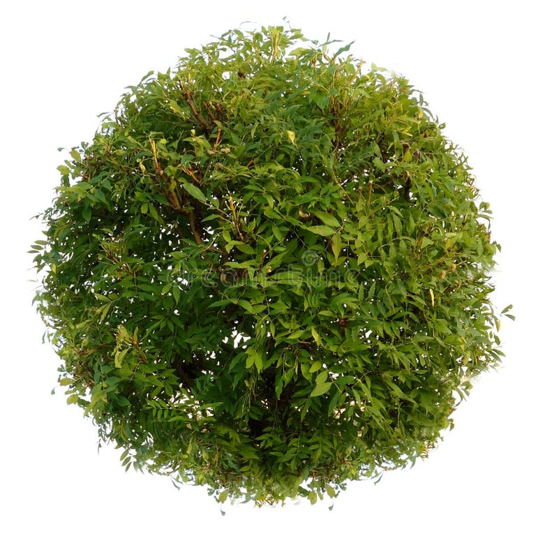 Tree top view stock image. Image of circle, single, white - 38235083