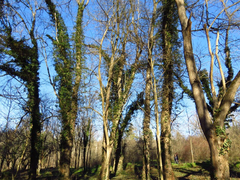 Tree Top View and Bare Branches Against Clear Bright Blue Sky. Long ...
