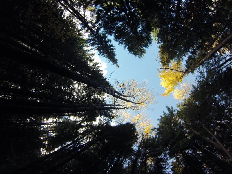 Tree top stock photo. Image of outdoors, nature, spruce - 78746554