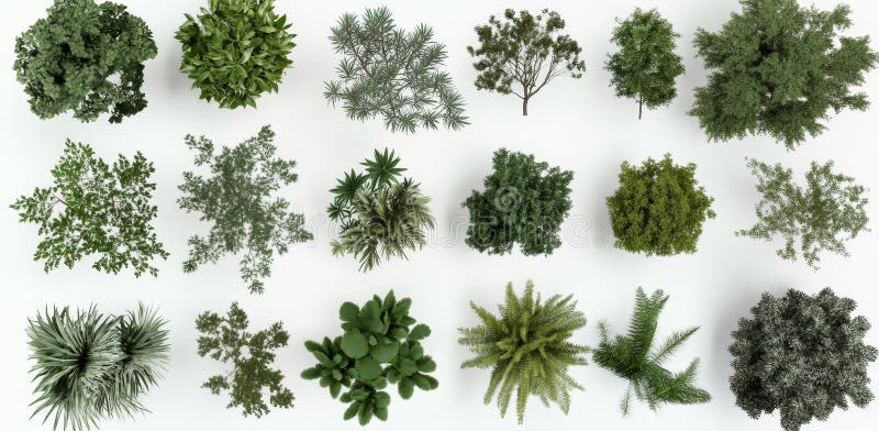 Tree Top View in 3D on White Background. Great for Visualization in ...