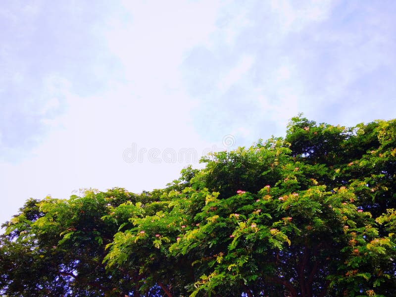 Tree stock image. Image of tree, public, topview, oldtree - 131828821