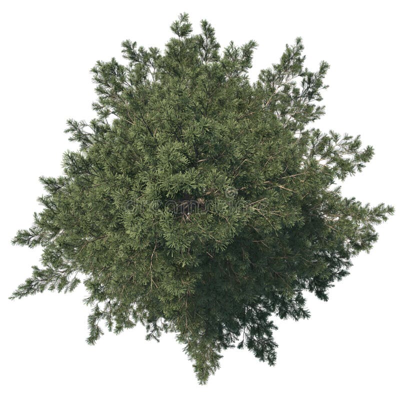 Tree from Top View Isolated on White Background for Architectural ...