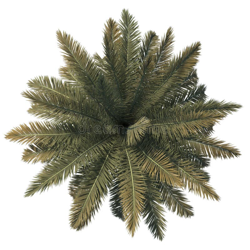 Tree from Top View Isolated on White Background for Architectural ...