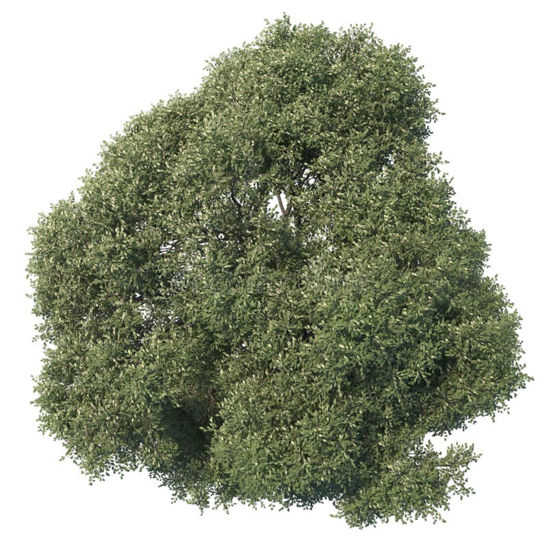 Tree from Top View Isolated on White Background for Architectural ...