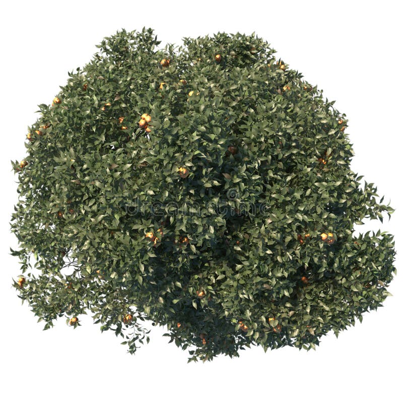 Tree from Top View Isolated on White Background for Architectural ...