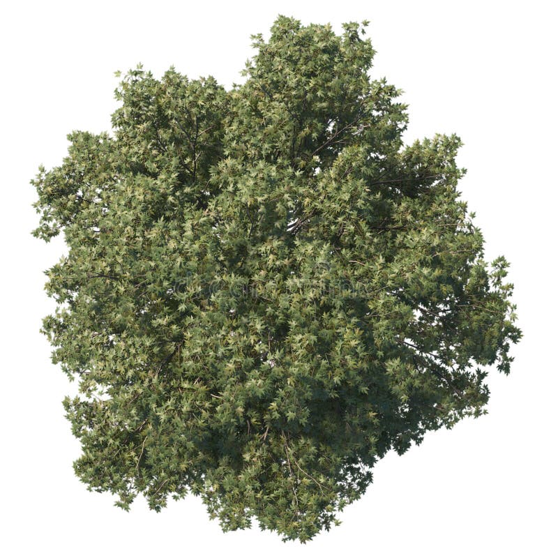 Tree from Top View Isolated on White Background for Architectural ...