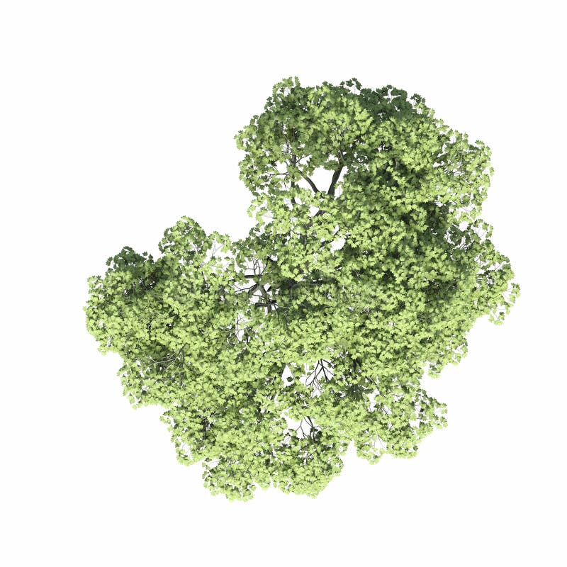 Tree Top View, Isolated on White Background Stock Illustration ...