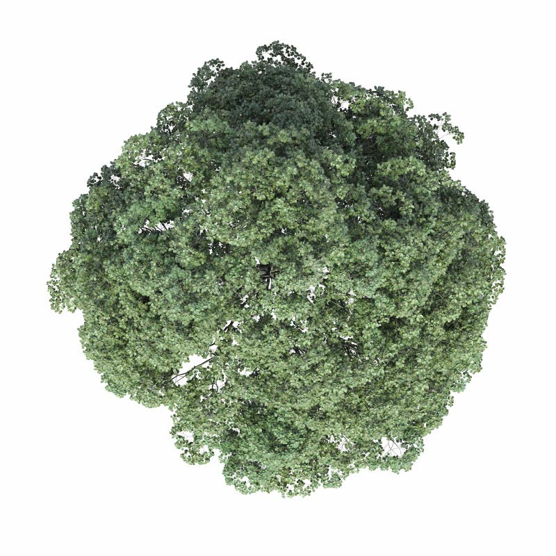 Tree Top View, Isolated on White Background Stock Illustration ...