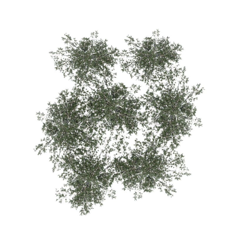 Tree Top View, Isolated on White Background Stock Illustration ...