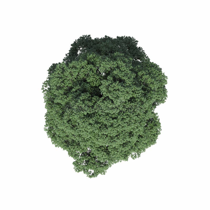 Tree Top View, Isolated on White Background Stock Illustration ...