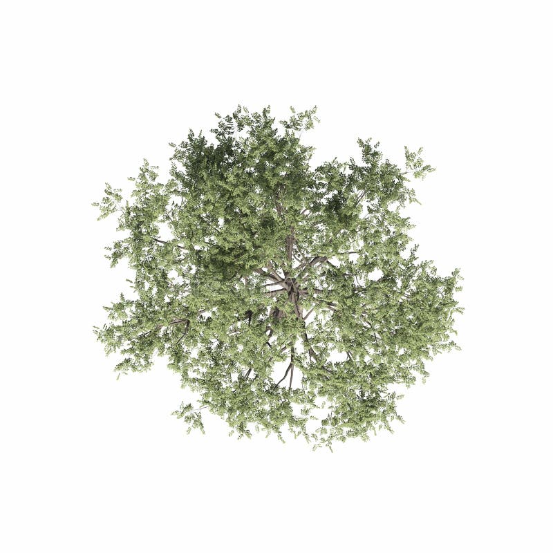 Tree Top View, Isolated on White Background Stock Illustration ...