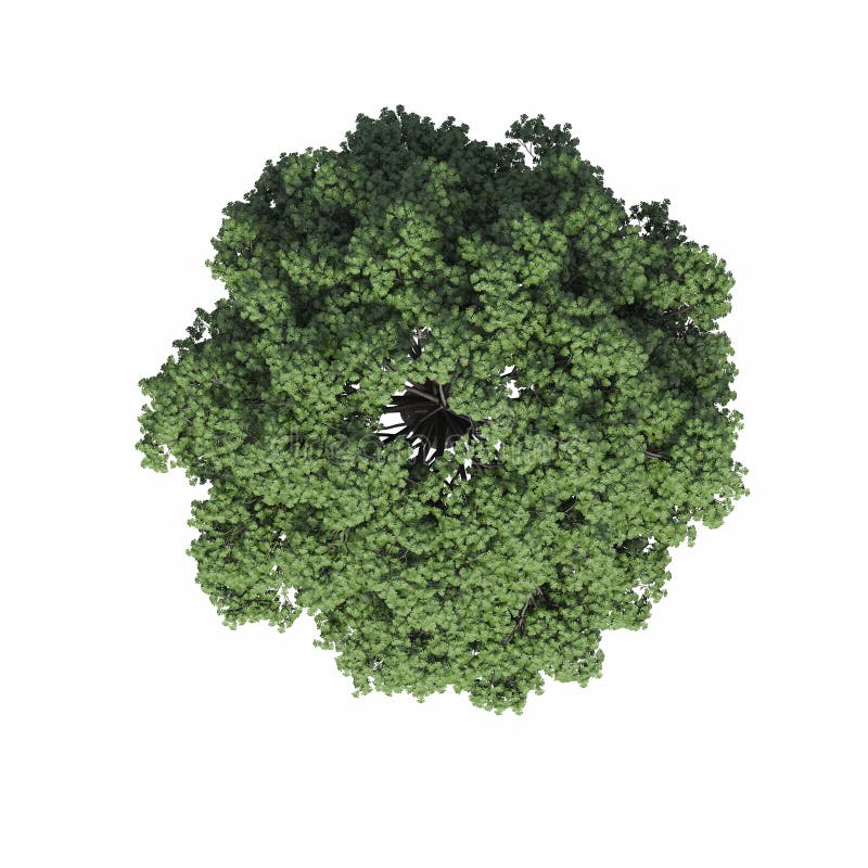 Tree Top View, Isolated on White Background Stock Illustration ...