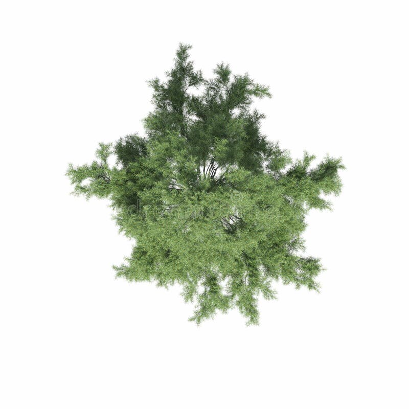 Tree Top View, Isolated on White Background Stock Illustration ...