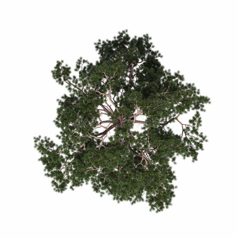 Tree Top View, Isolated on White Background Stock Illustration ...